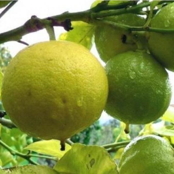 Bergamot Fidanı (Turunç Anaclı) | Narenciye | Meyve Fidanı ...